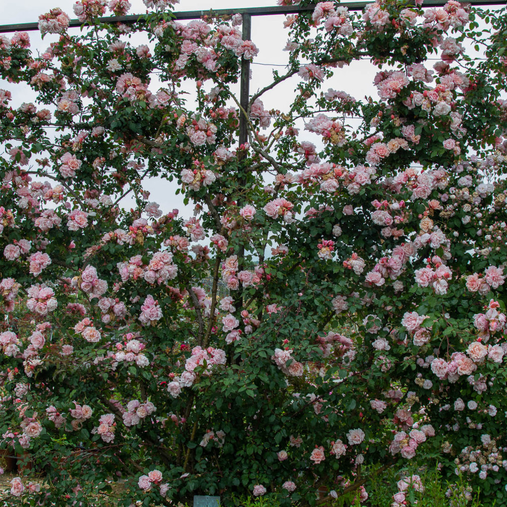 ALBERTINE